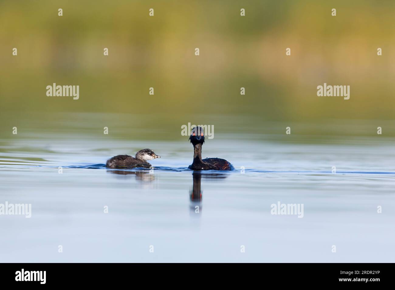 Black-necked grebe Podiceps nigricollis, breeding plumage adult and ...