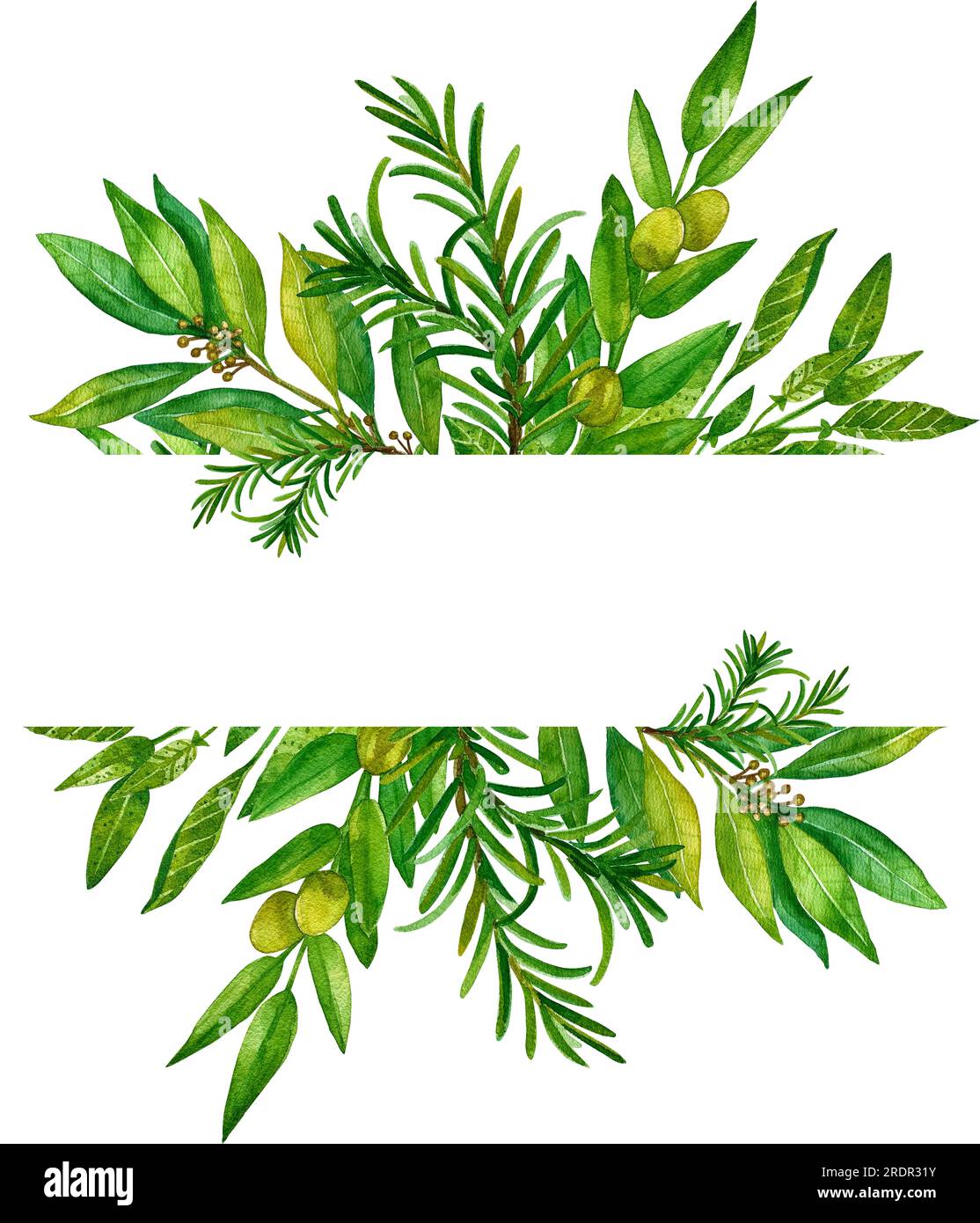 Watercolor herb illustration. A bunch of fresh culinary and medicinal ...