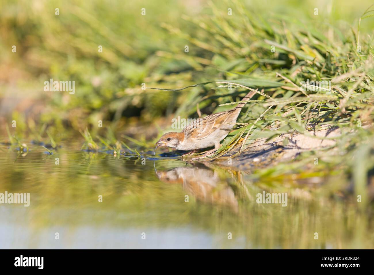 Juvenile tree sparrow hi-res stock photography and images - Alamy