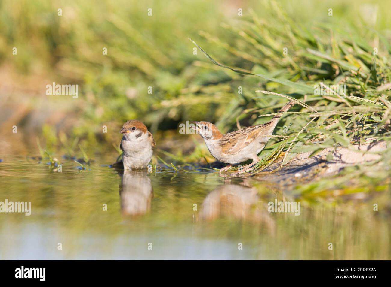 Juvenile tree sparrow hi-res stock photography and images - Alamy