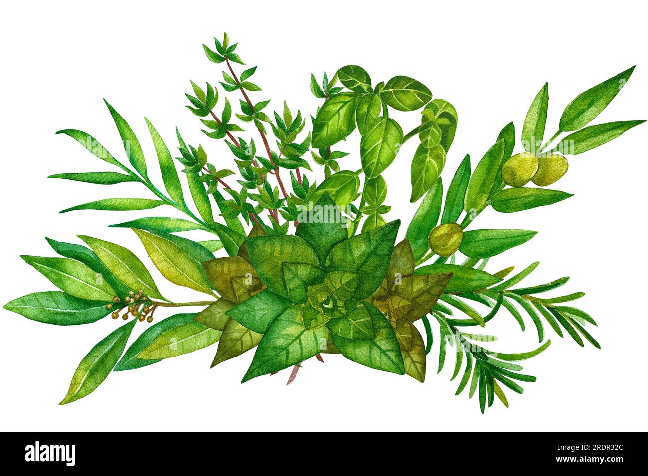 Watercolor herb illustration. A bunch of fresh culinary and medicinal ...