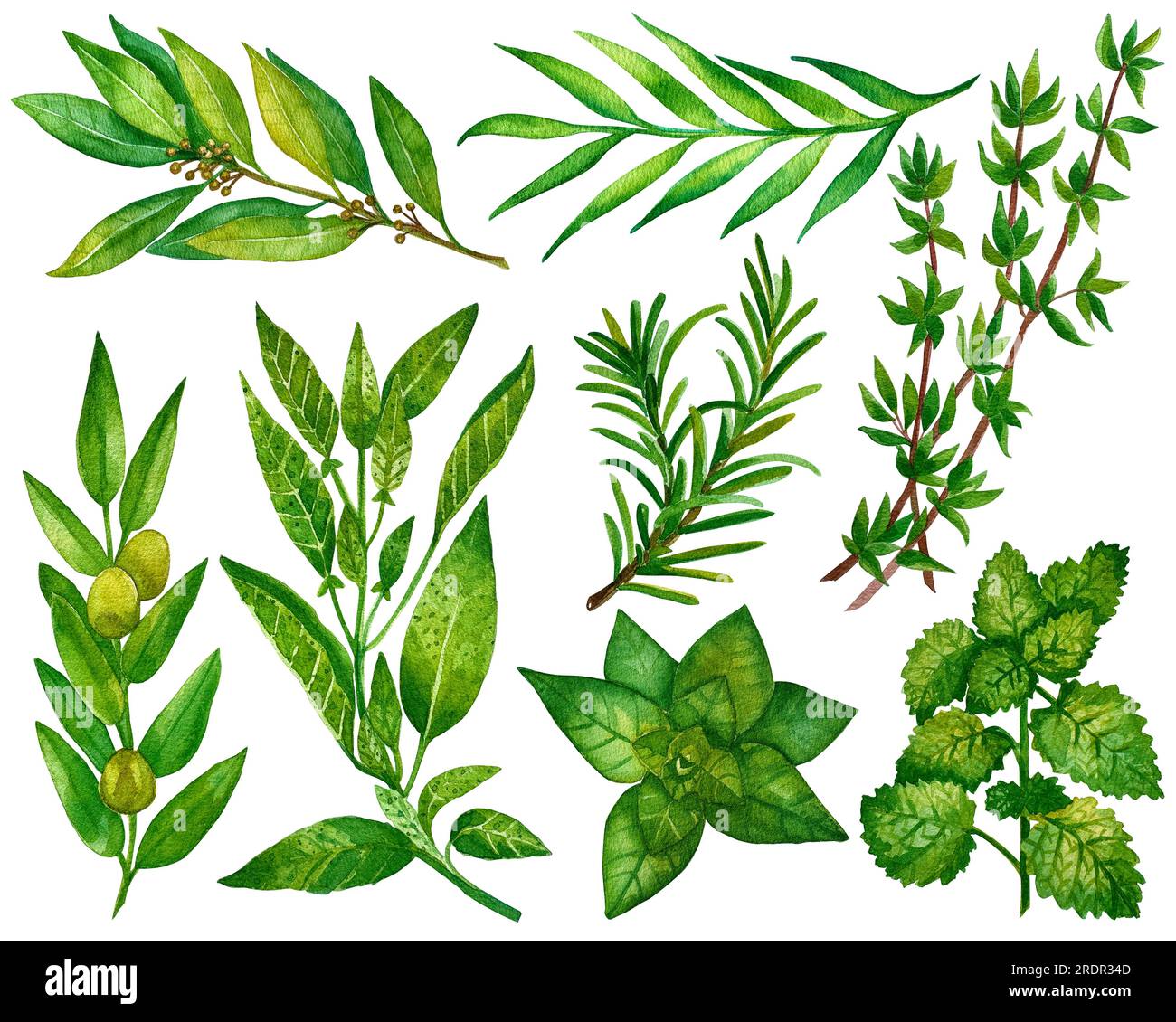 Watercolor herb illustration. A bunch of fresh culinary and medicinal ...