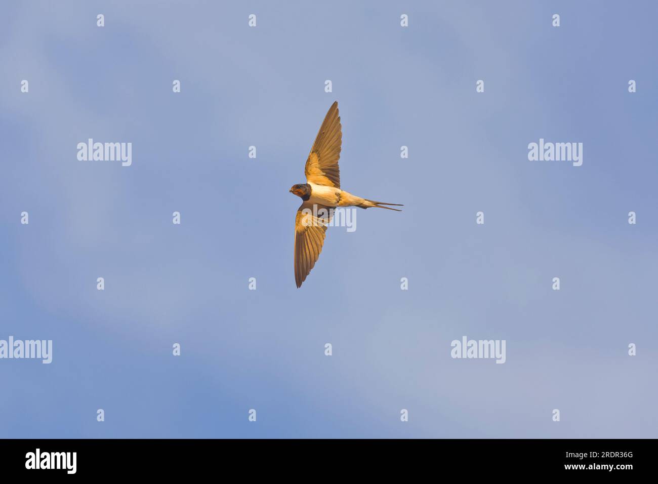 Barn swallow Hirundo rustica, adult male flying with insect prey in ...