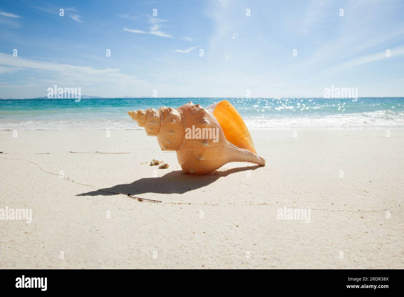 Beautiful giant seashell hi-res stock photography and images - Alamy