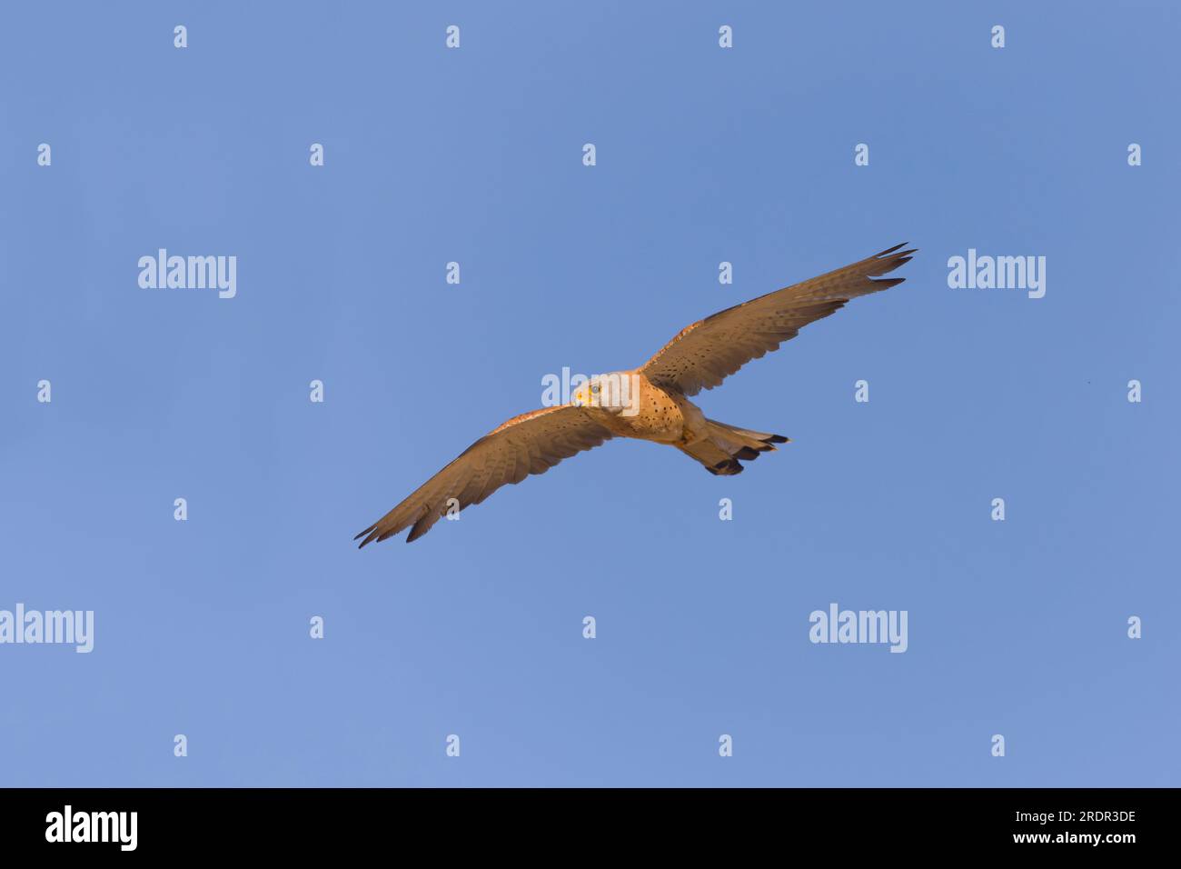 Lesser kestrel Falco naumanni, adult male flying, Toledo, Spain, July ...