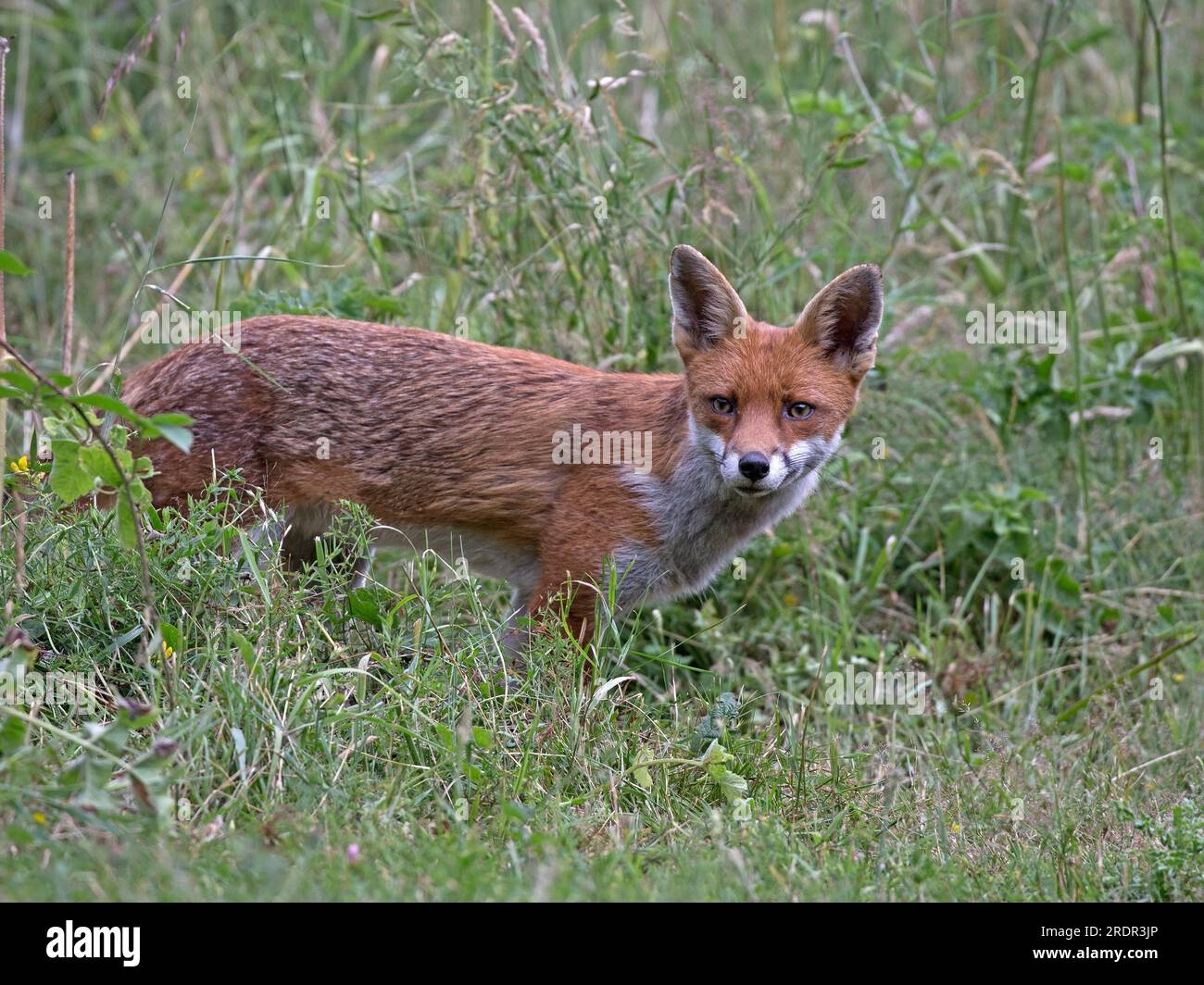 Red fox standing Stock Photo - Alamy