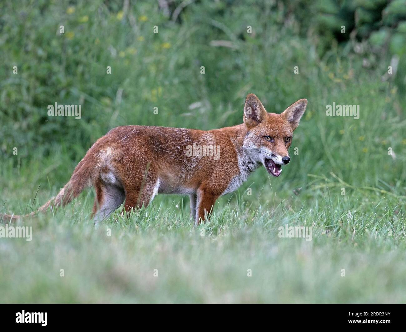 Red fox standing Stock Photo - Alamy