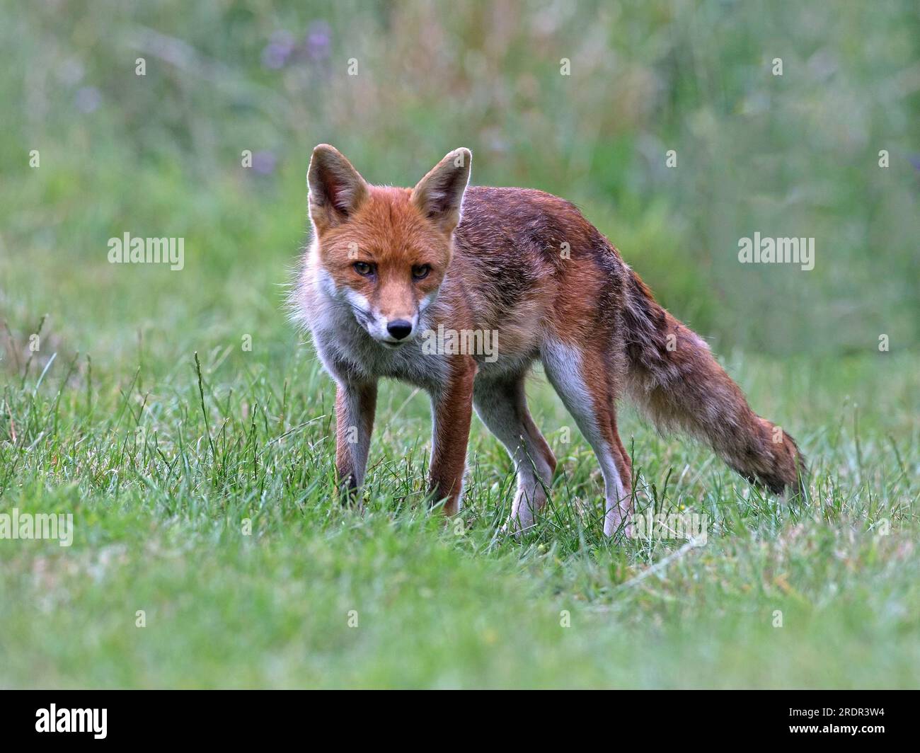 Red fox standing Stock Photo - Alamy