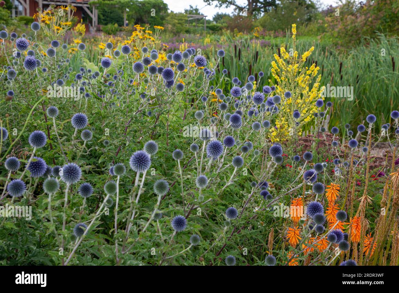 The Gravel Garden by garden designer Tom Massey supported by Sarah Mead ...