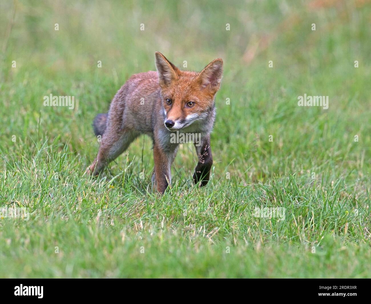 Red fox standing Stock Photo - Alamy