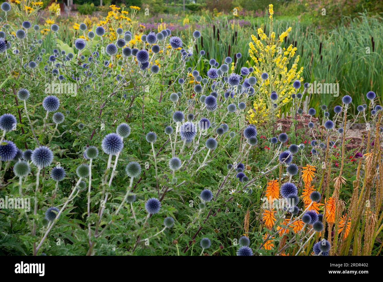 The Gravel Garden by garden designer Tom Massey supported by Sarah Mead ...