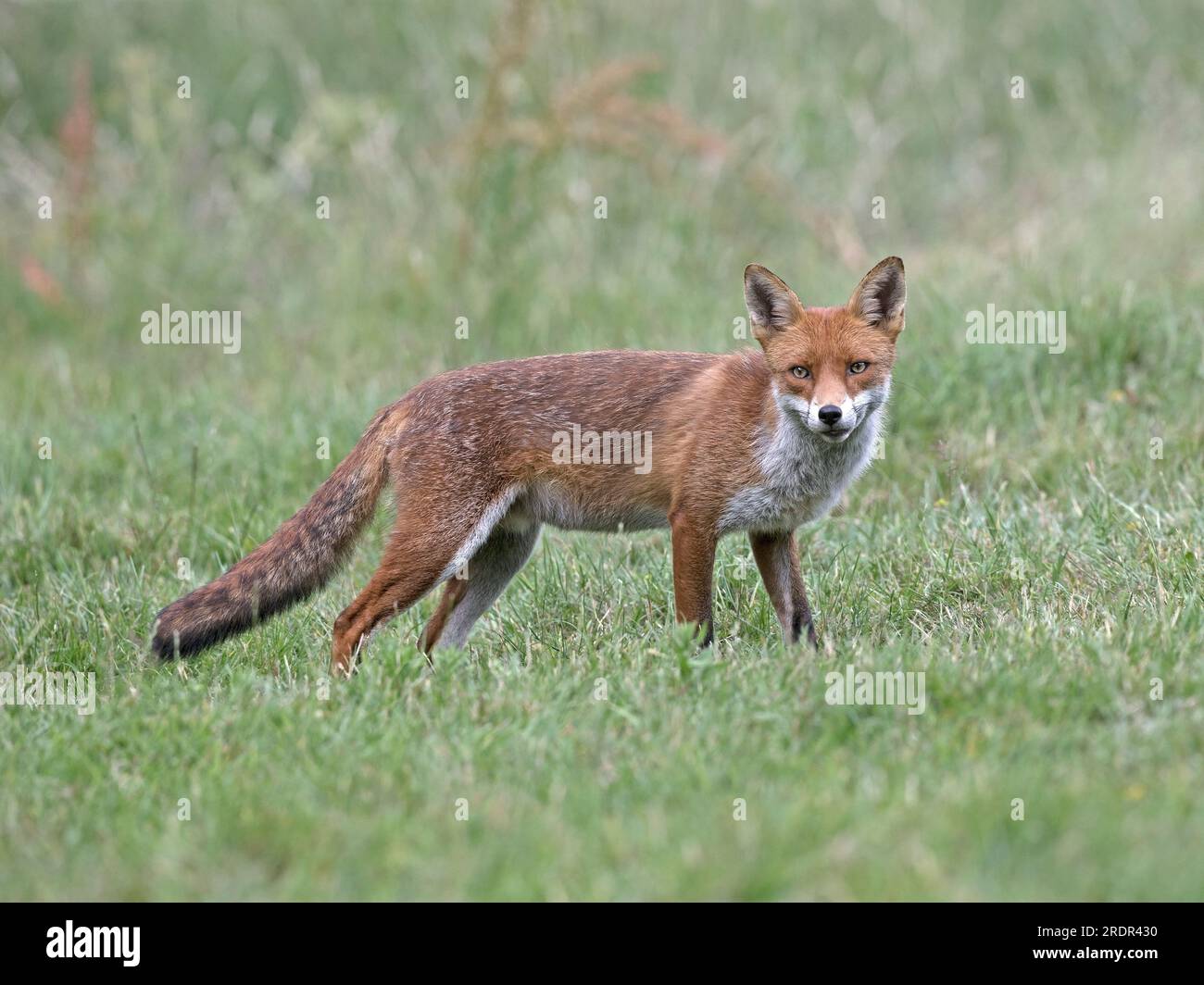 Red fox standing Stock Photo - Alamy