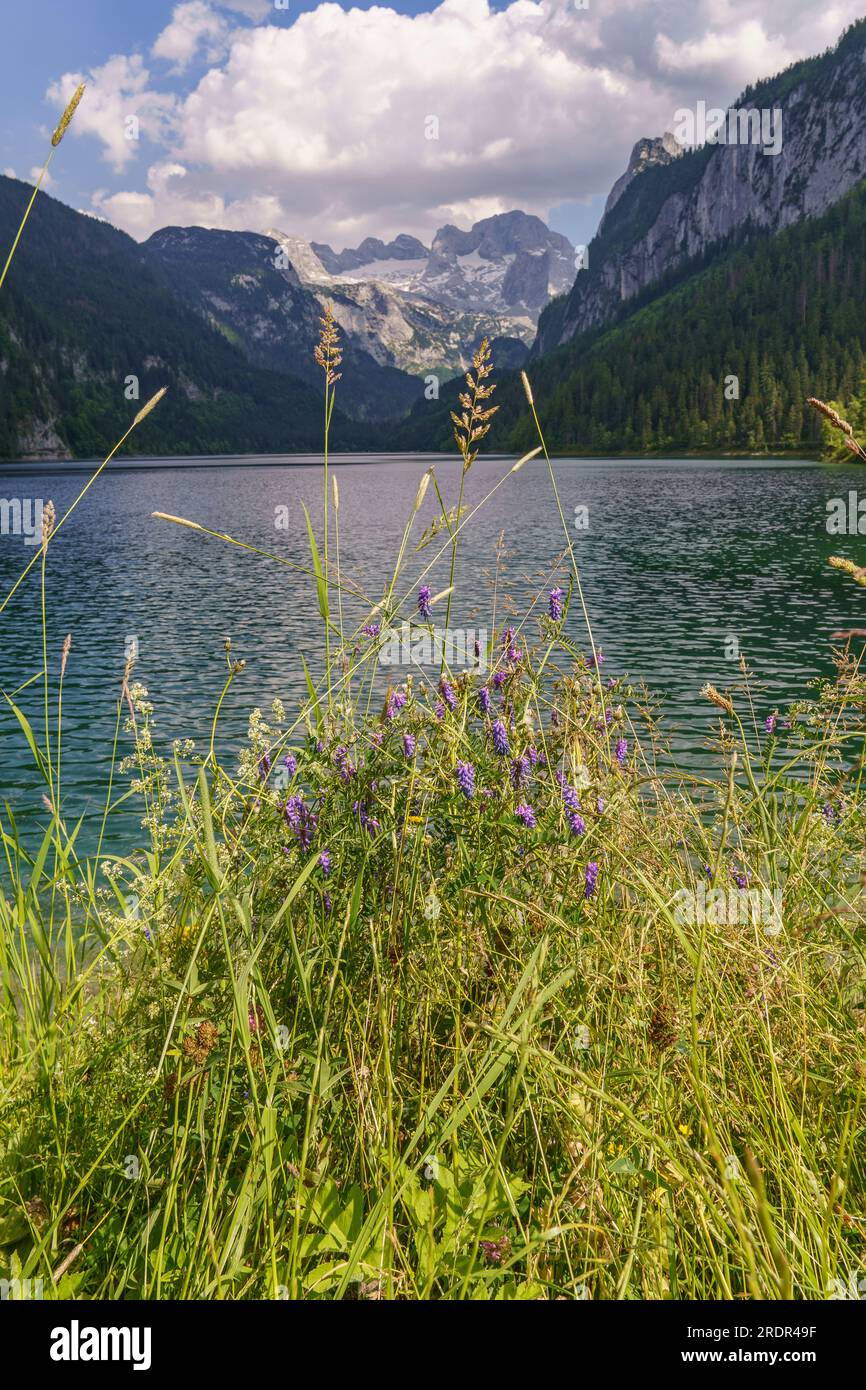 summer tiem in austria Stock Photo - Alamy
