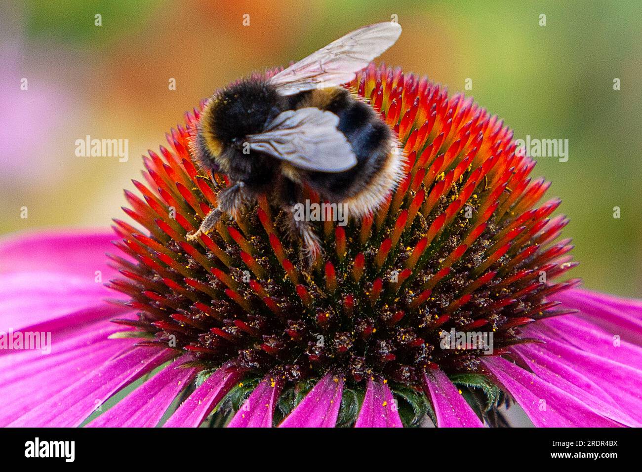 Bee at Yeo Valley's The Organic Gardens in Blagdon Somerset Stock Photo ...