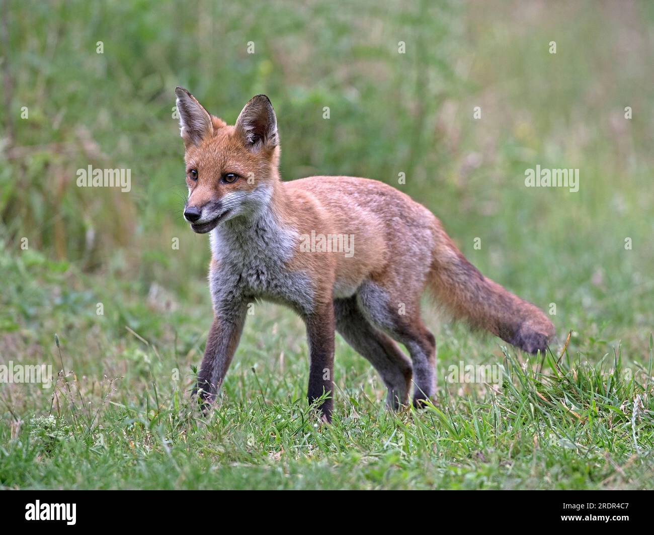 England fox cub hi-res stock photography and images - Alamy