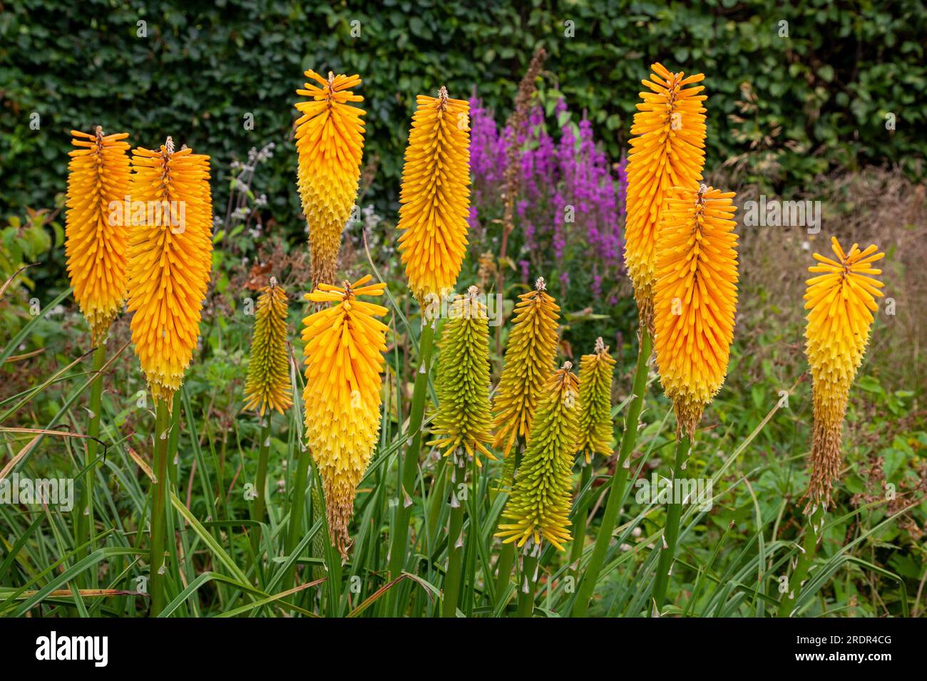 The Gravel Garden by garden designer Tom Massey supported by Sarah Mead ...