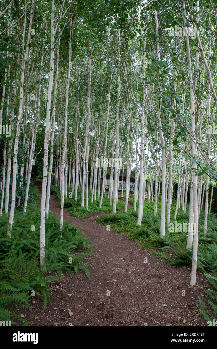Birch Grove at Yeo Valley's The Organic Gardens in Blagdon Somerset ...
