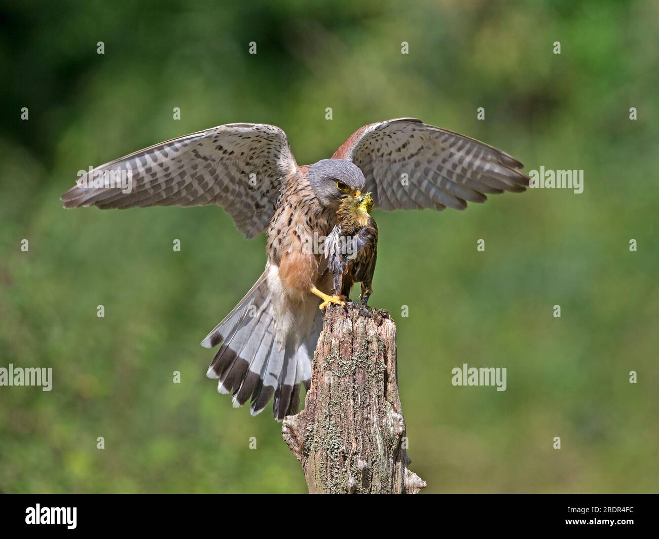 Common kestrel male prey hi-res stock photography and images - Alamy