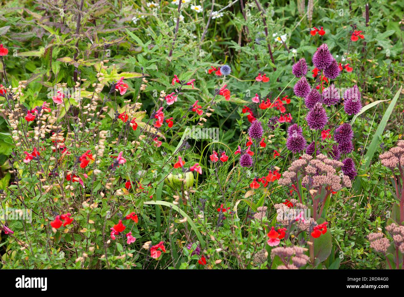 The Gravel Garden by garden designer Tom Massey supported by Sarah Mead ...