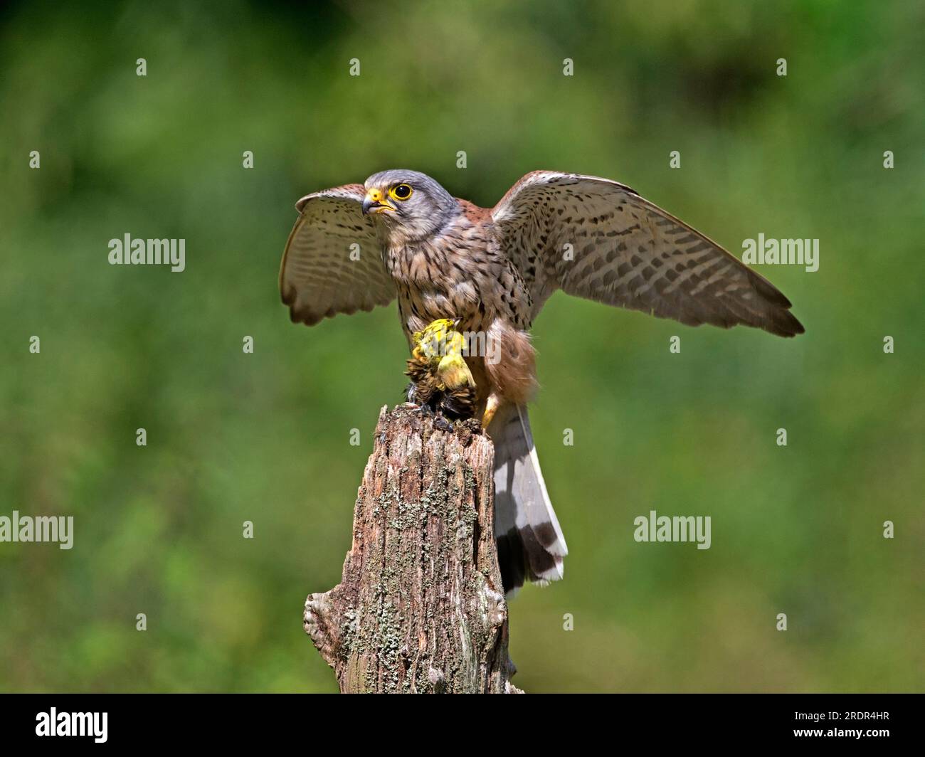 Male common kestrel with prey on post with wings spread Stock Photo - Alamy