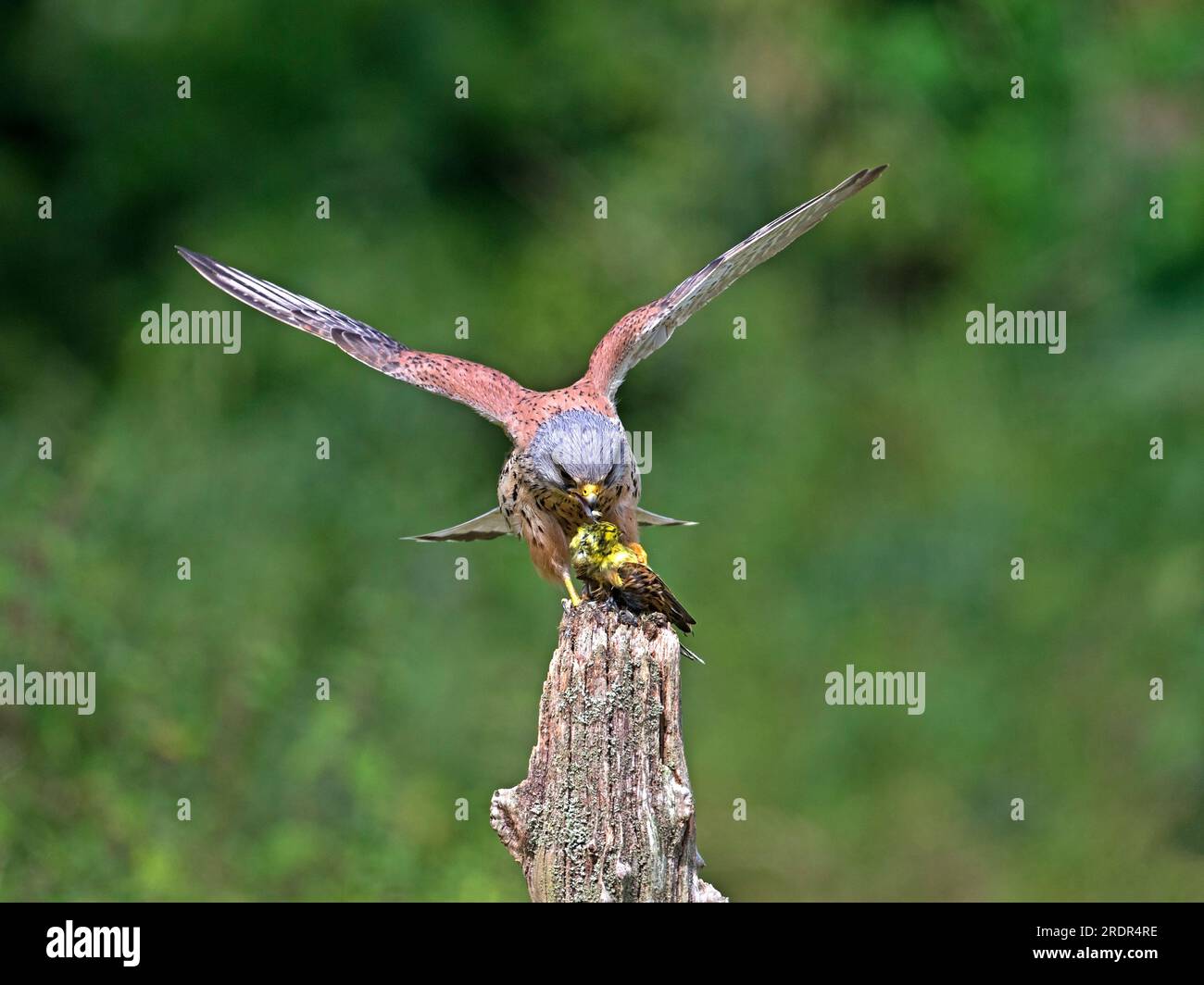 Male common kestrel with prey on post with wings spread Stock Photo - Alamy
