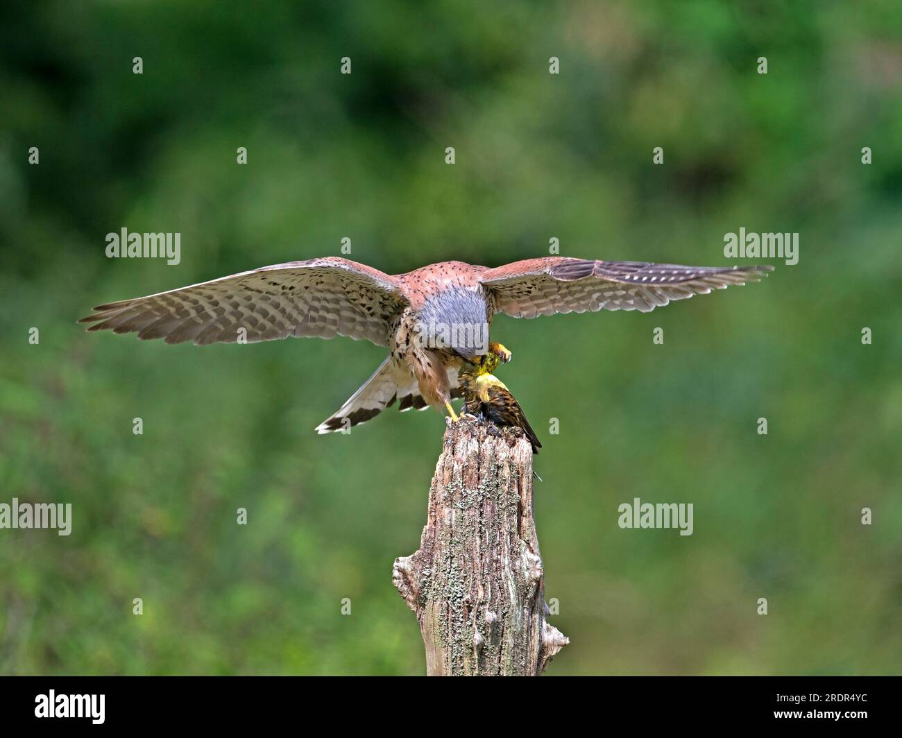 Male common kestrel with prey on post with wings spread Stock Photo - Alamy