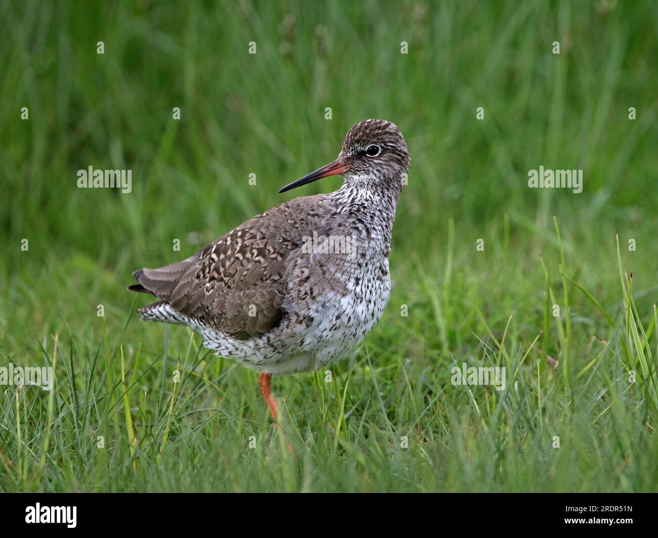Uk summer wildlife hi-res stock photography and images - Alamy