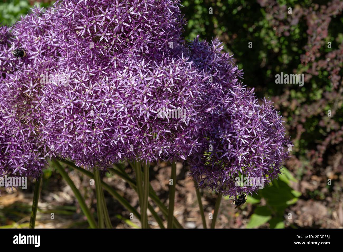 Elizabeth lock hi-res stock photography and images - Alamy