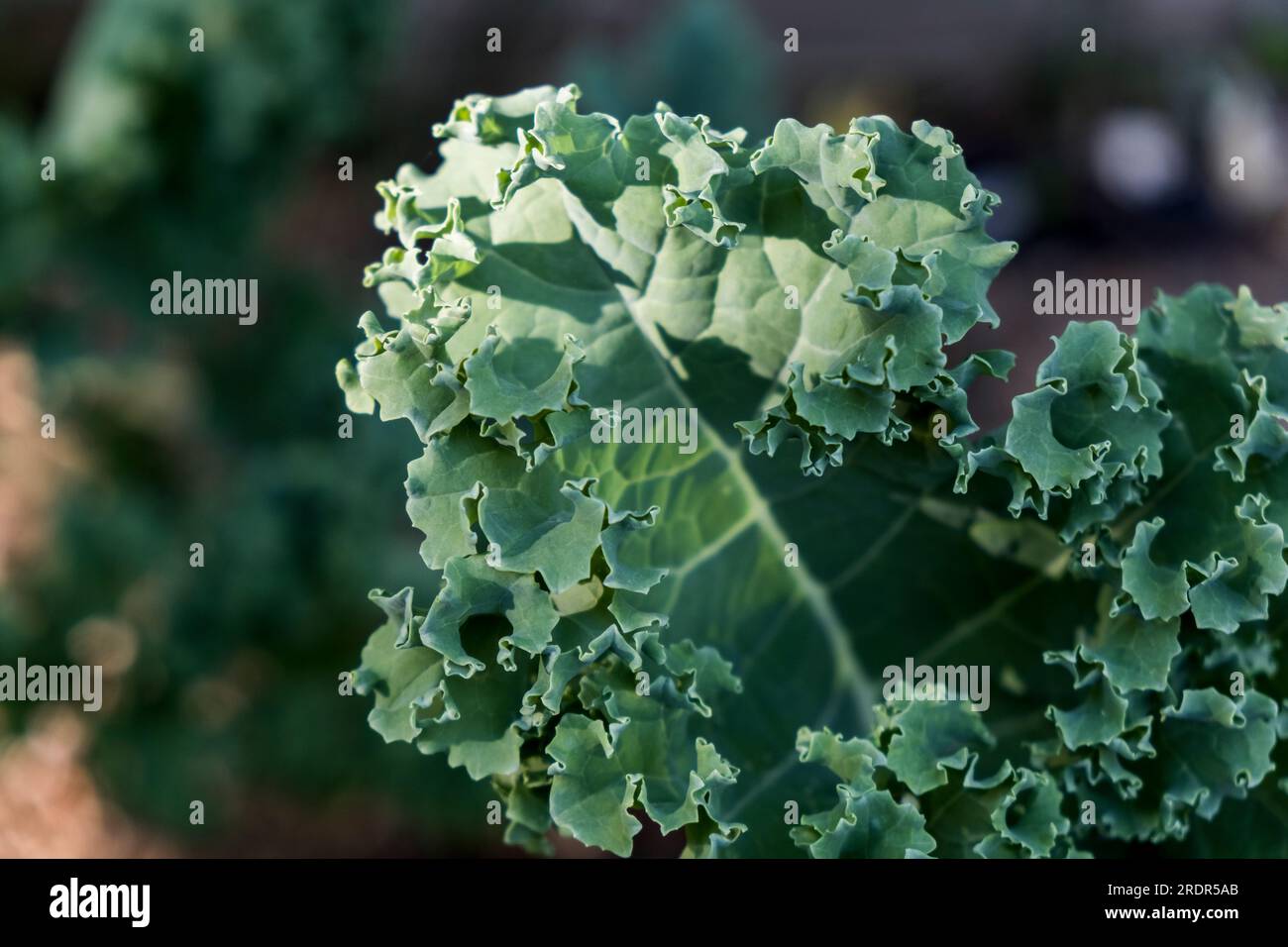 Kale leaf salad vegetable hi-res stock photography and images - Alamy