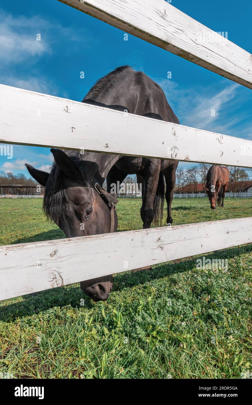 Beautiful dark brown young horse mare grazing on lush grass behind the ...