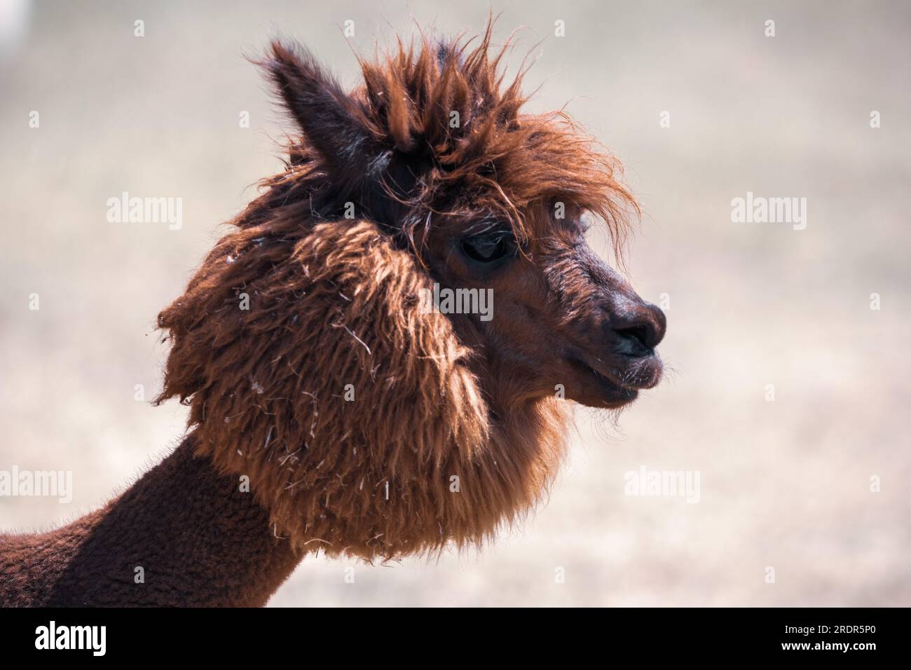 What a great alpaca, cute little animal Photographed in Hungary, baby ...