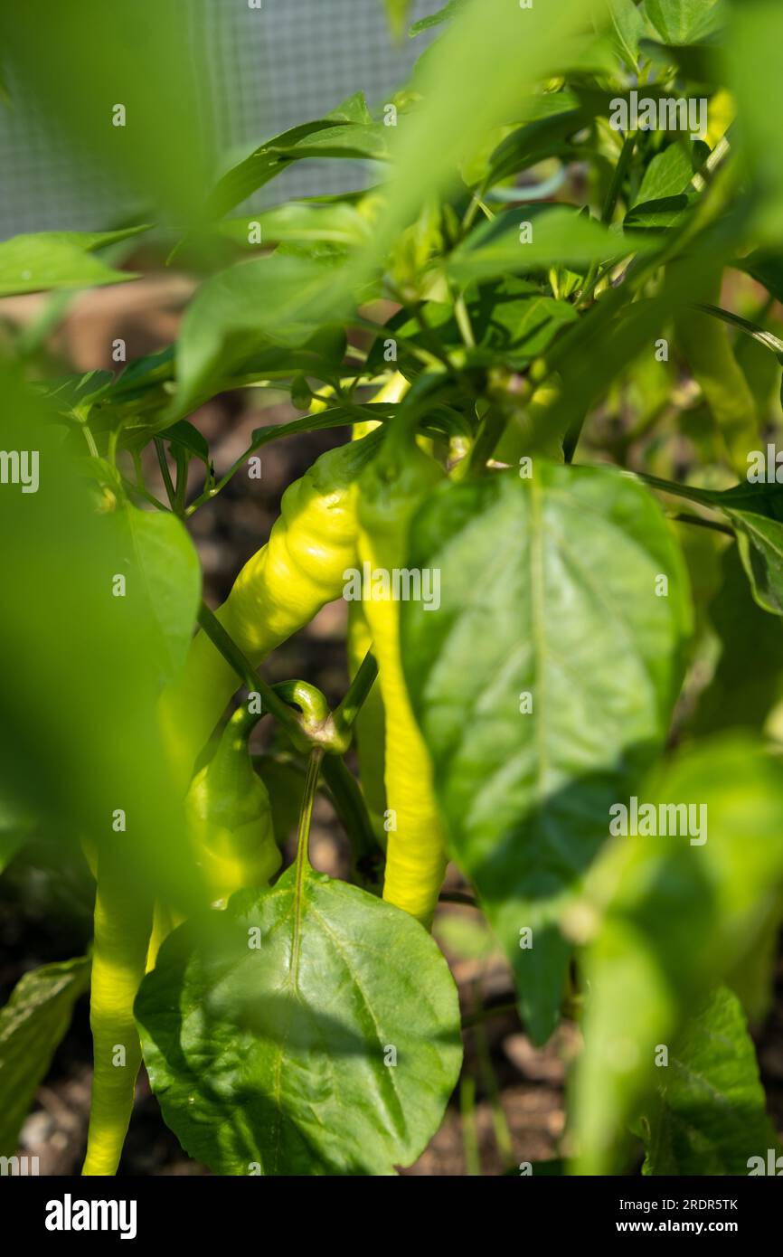 A lot of green peppers on a bush in a greenhouse. Peppers in a ...