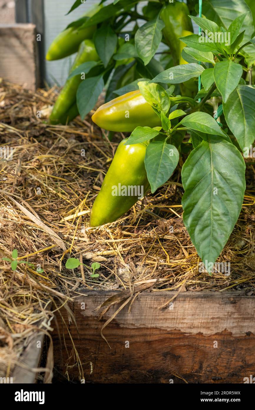 A lot of green peppers on a bush in a greenhouse. Peppers in a ...