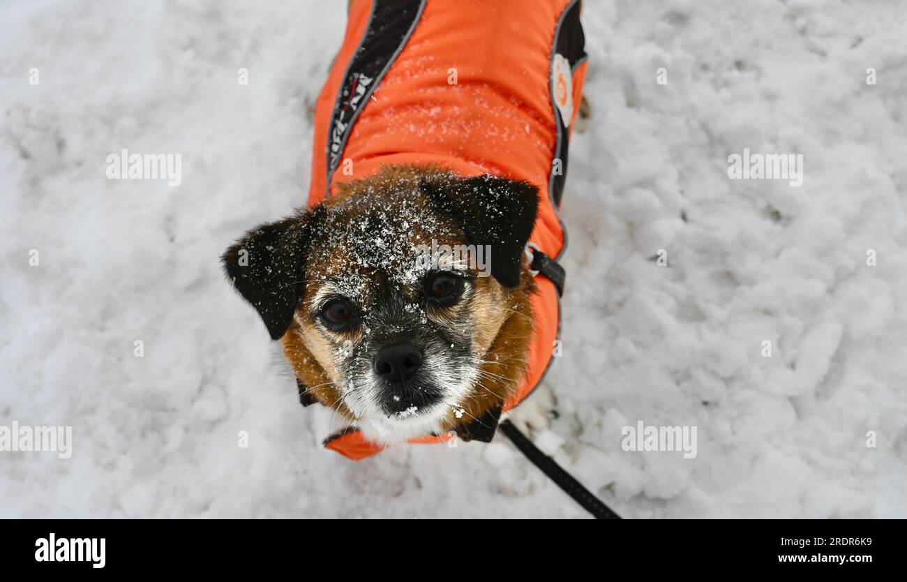 Dog questioning look hi-res stock photography and images - Alamy