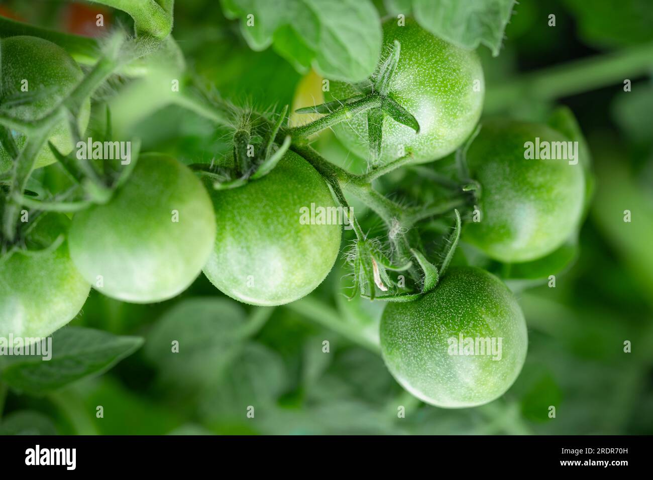 Stem of green tomatoes in a greenhouse. Close up Stock Photo - Alamy