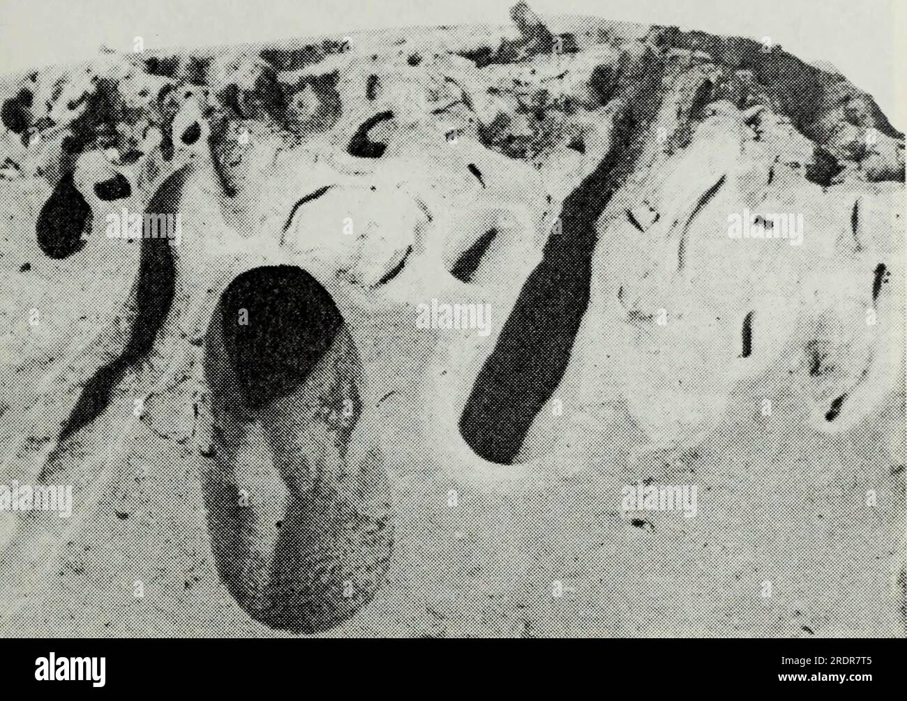 Large Burrows to Left and Right are Typical of the Burrows from Which ...