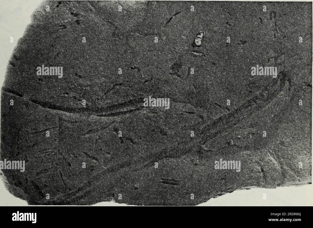 Rock Sample of Soft Mudstone Stock Photo - Alamy