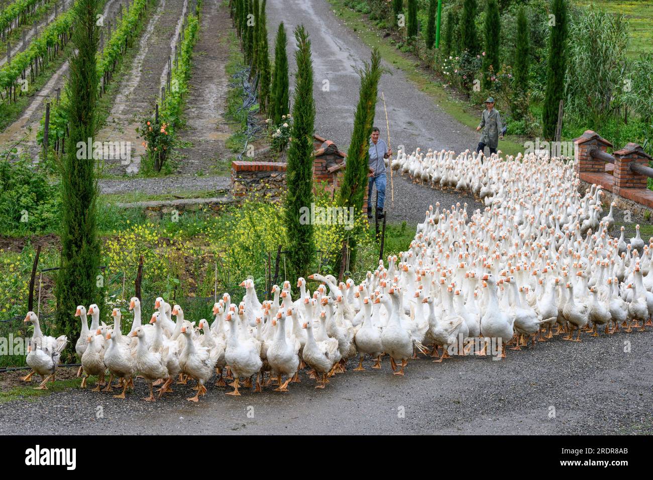 Herding geese hi-res stock photography and images - Alamy