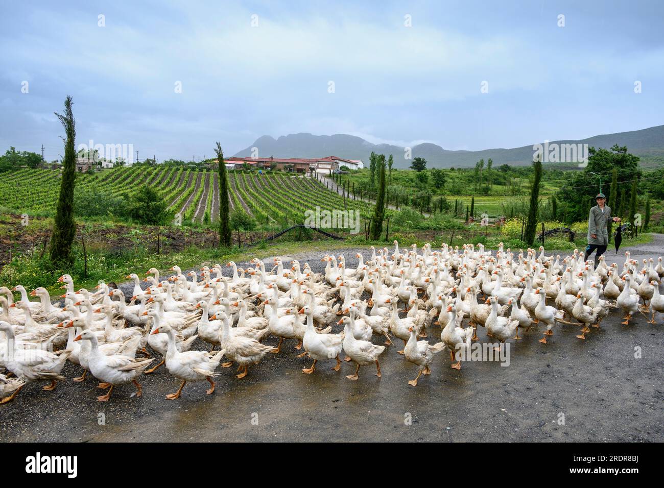 Herding geese hi-res stock photography and images - Alamy