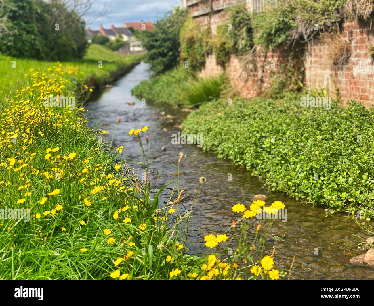 Yellow flowers by a stream Stock Photo - Alamy