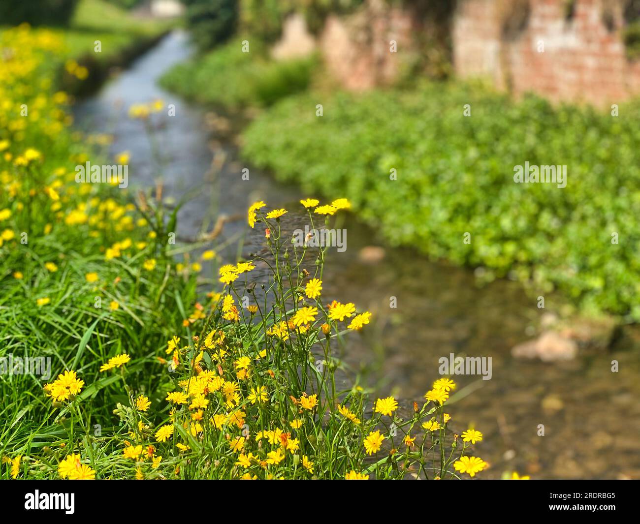 Yellow flowers water stream hi-res stock photography and images - Alamy