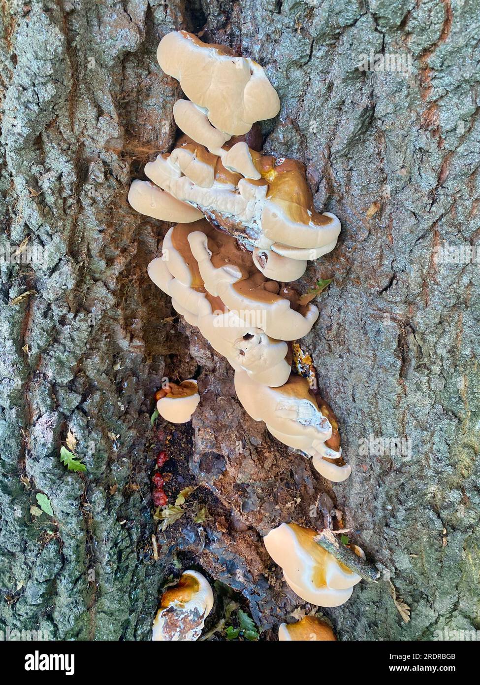 Tree fungi and lichens in the UK Stock Photo - Alamy