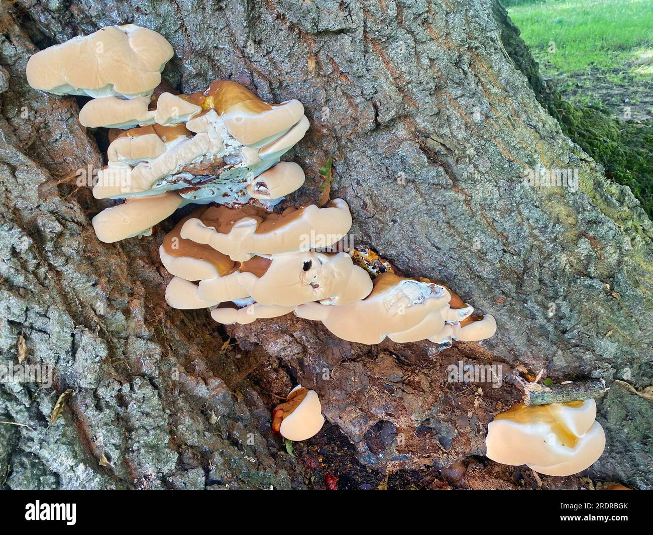 Tree fungi and lichens in the UK Stock Photo - Alamy