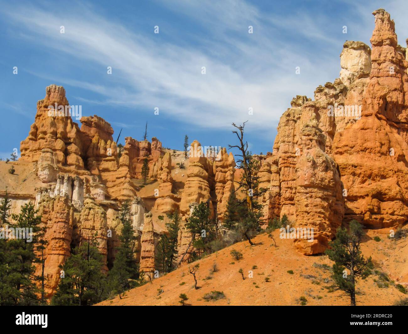 Looking up at the multi-coloured Hoodoos of Bryce Canyon National Park ...