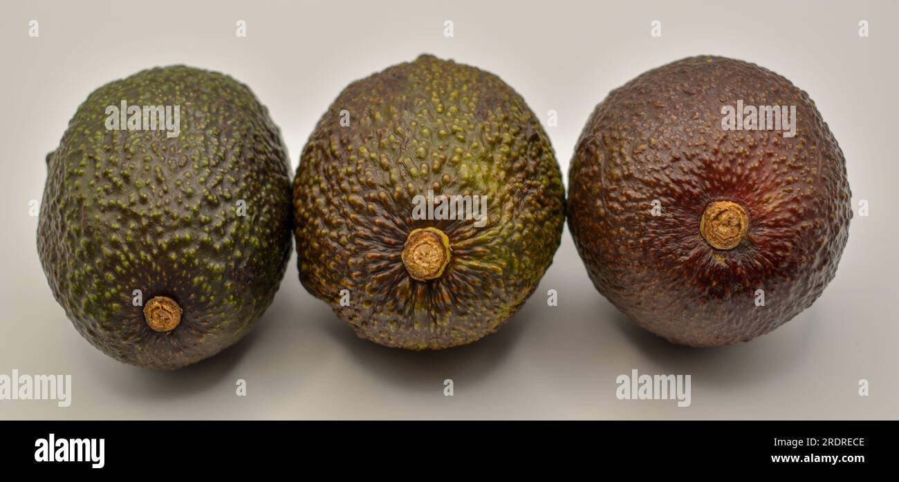 Avocados persea americana hi-res stock photography and images - Alamy