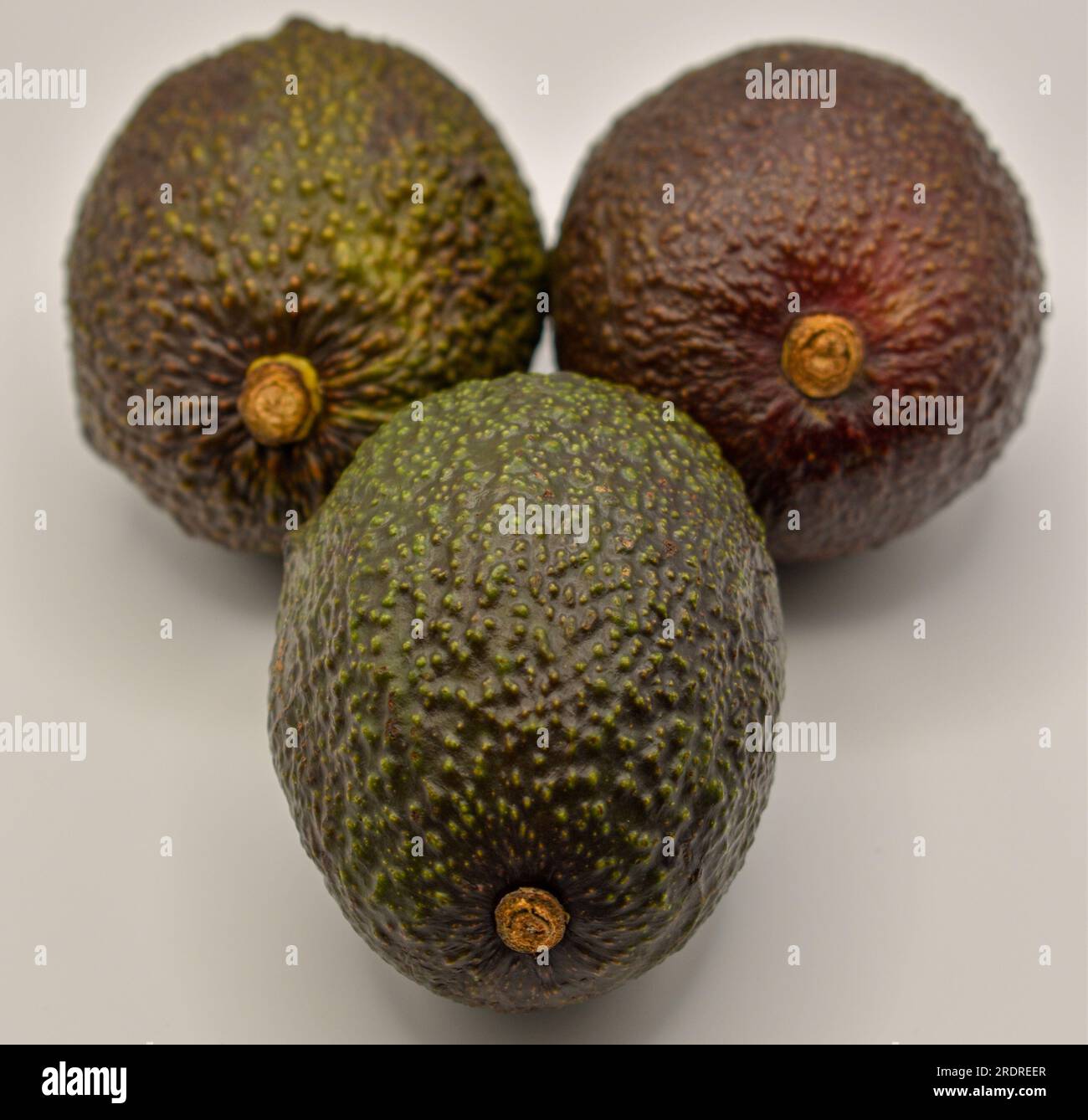 Avocados persea americana hi-res stock photography and images - Alamy