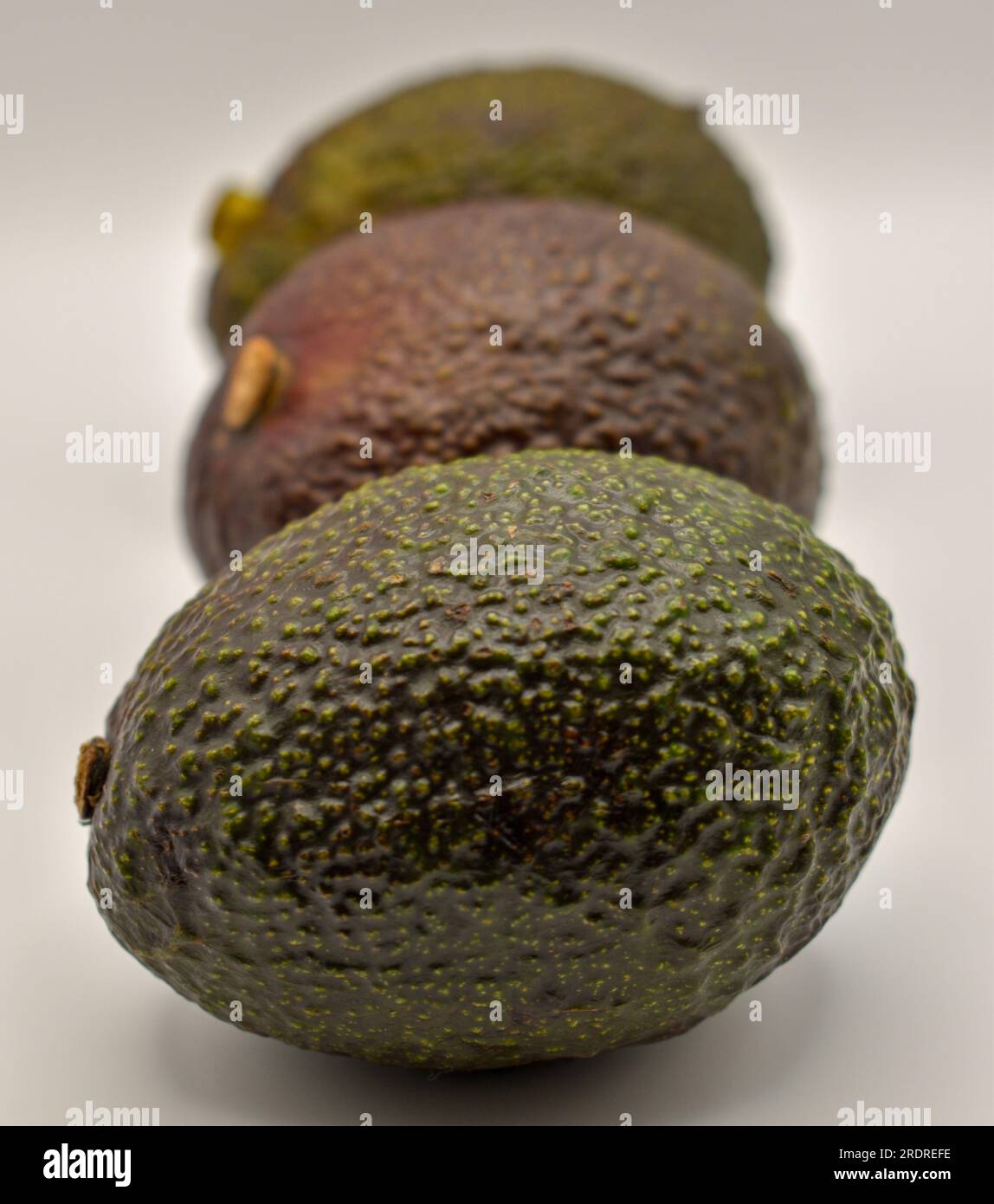 Avocados persea americana hi-res stock photography and images - Alamy