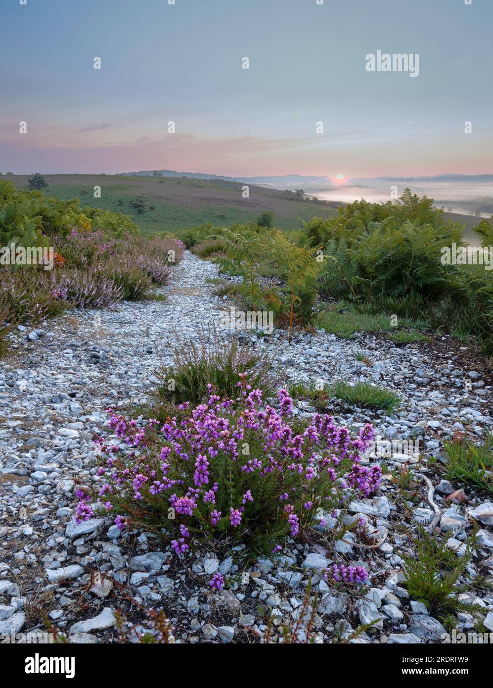 A purple heather plant in a white gravel path with ferns going into the ...