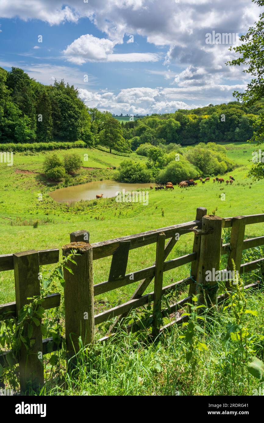 Cattle grazing by a pond at Givendale near Pocklington on the Yorkshire ...