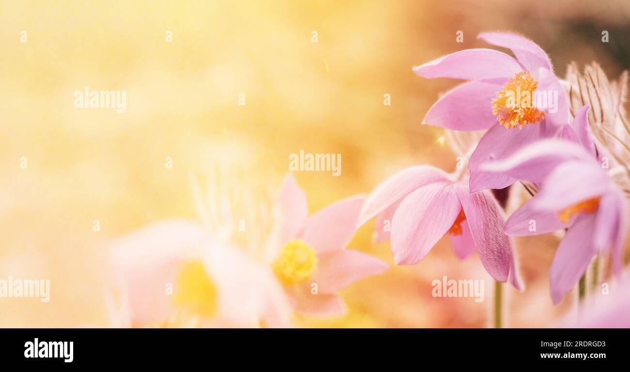 Beautiful Wild Spring Flowers in sunlight sunbeam flare. Flowering ...